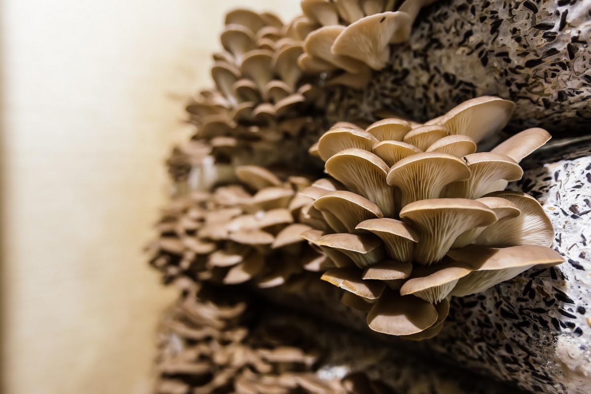 CAN: Inside a Langley startup’s AI-powered container mushroom farm