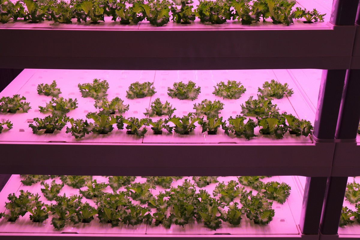Exploring customers' technology acceptance based on indoor smart farm ...
