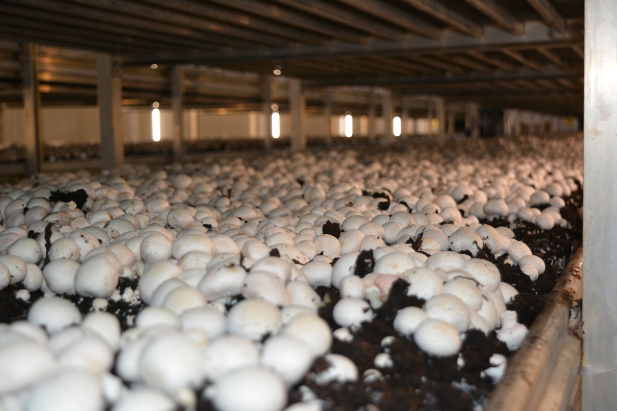 US: Mushroom Month highlights versatility of fungi with fresh flavors ...