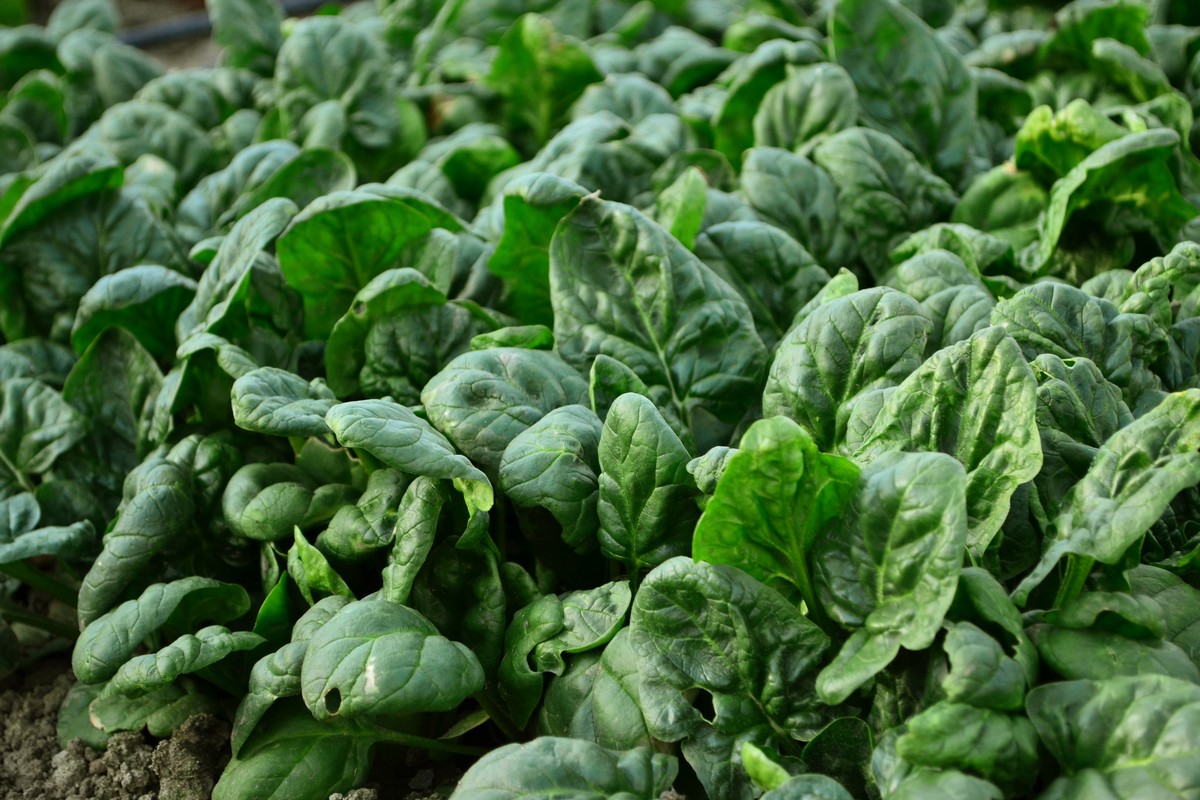 The effects of biostimulants on hydroponic spinach production