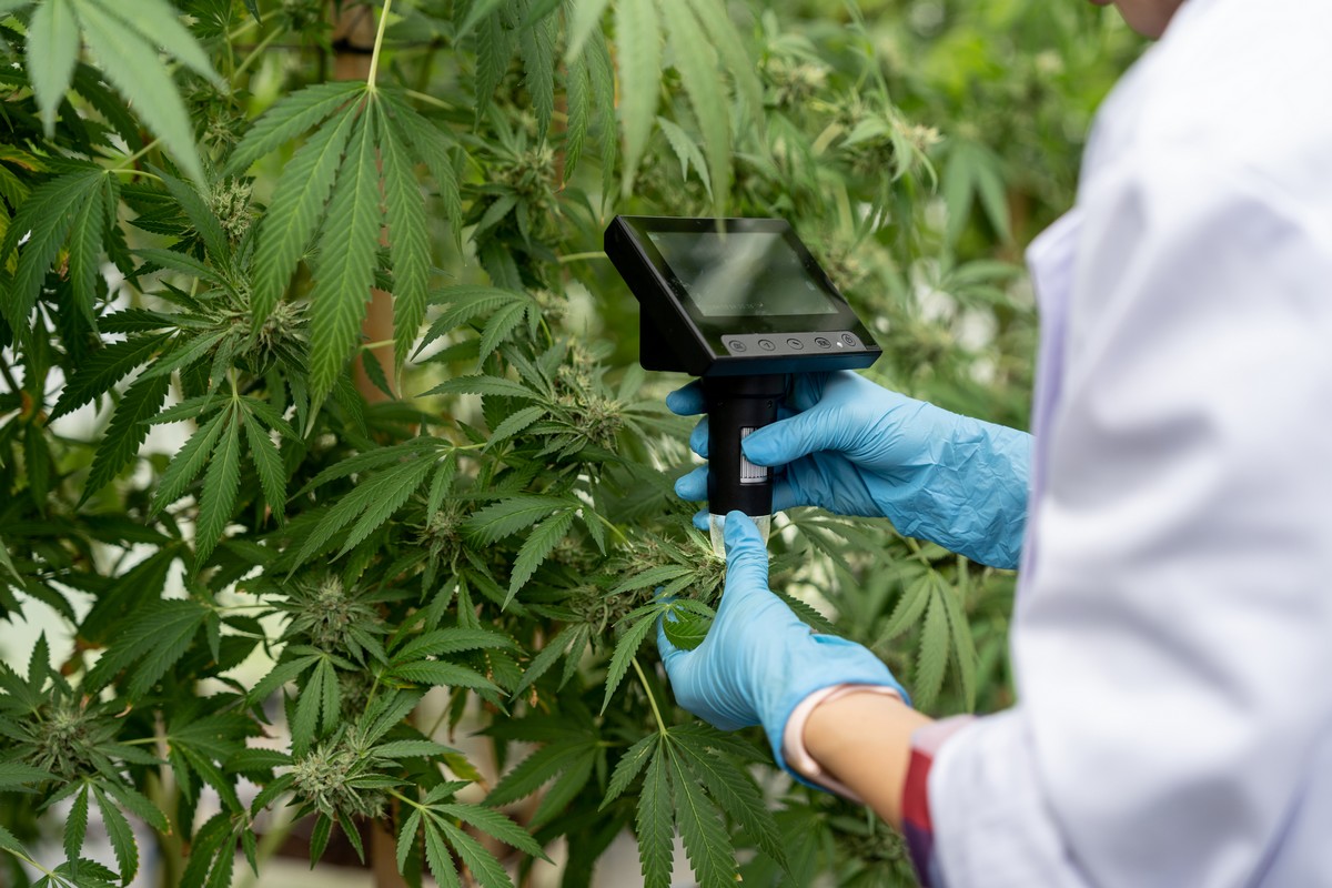 Study examines how cultivation practices affect the yield of hemp