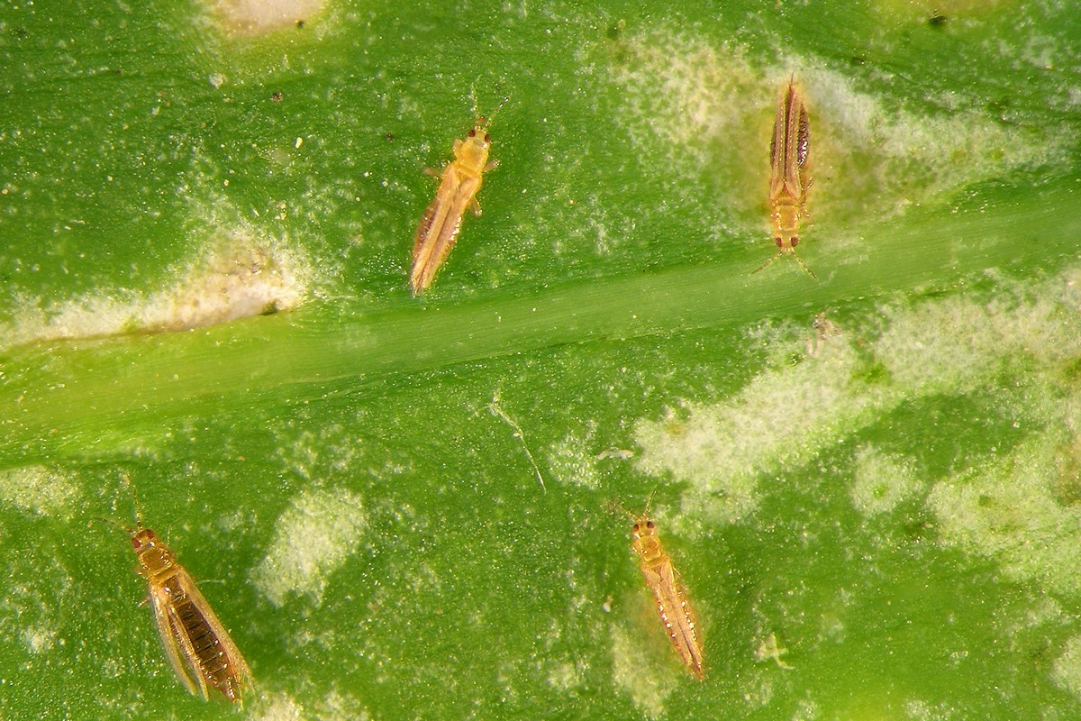 US (FL): Thrips parvispinus is tiny but deadly to landscapes and crops