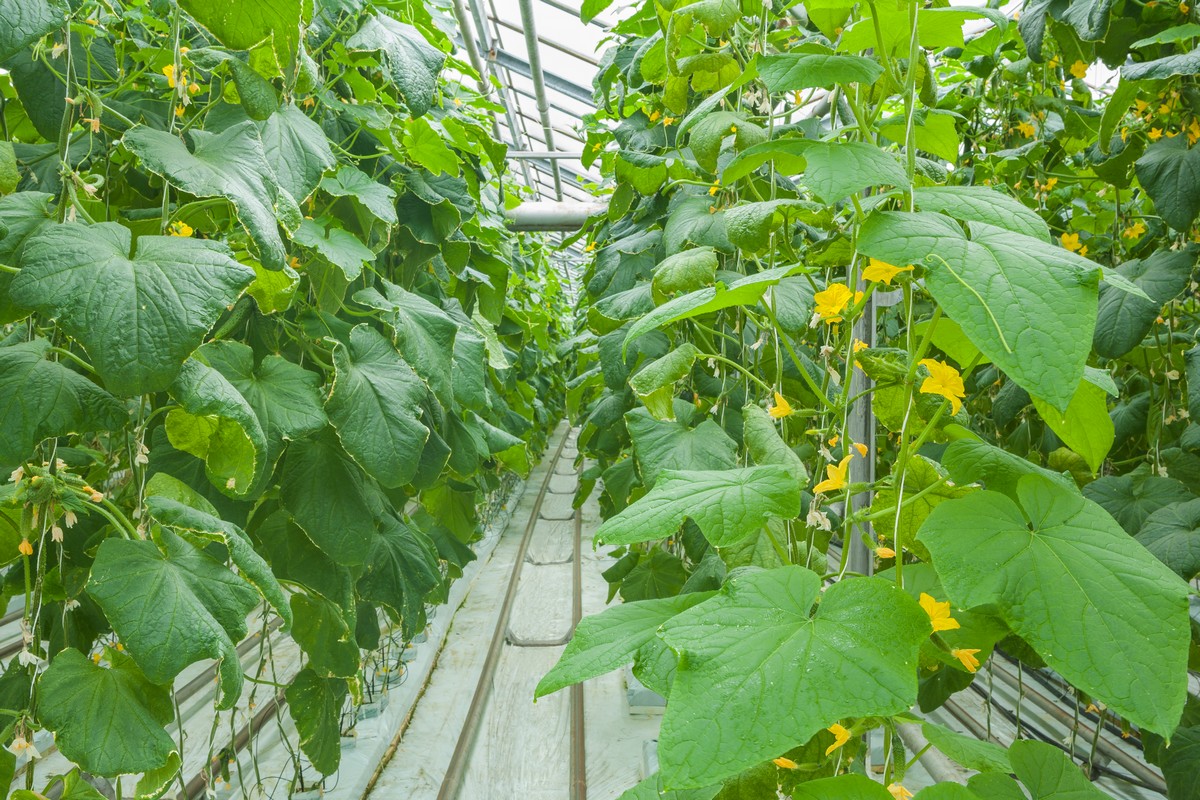 Enhanced predictability through integrated autonomous growing solutions