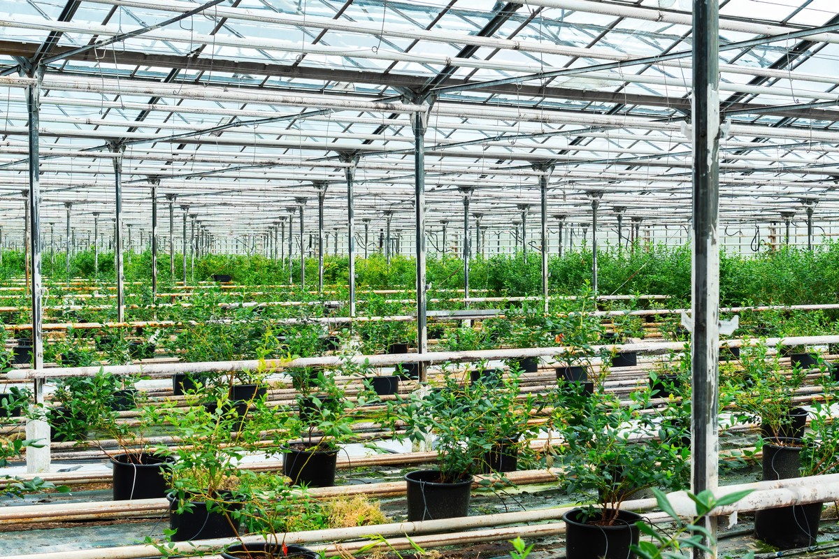 Hydroponic blueberry trial shows excess nitrogen adjustment in substrate