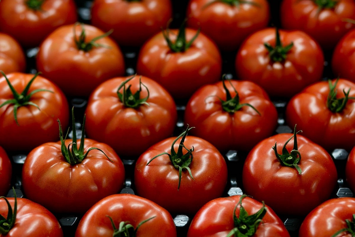 Final call for the British Tomato Conference