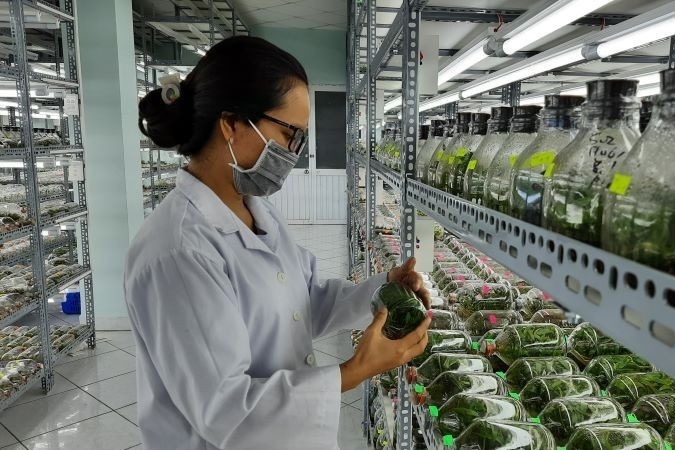 Vietnam: Developing high-tech agriculture in Ho Chi Minh City ...