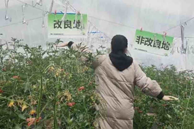 China: Bio-based amelioration technology tackles salinization vhallenge