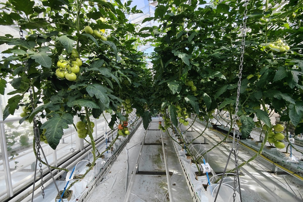 Biostimulants affect root development: higher mass and more active tips