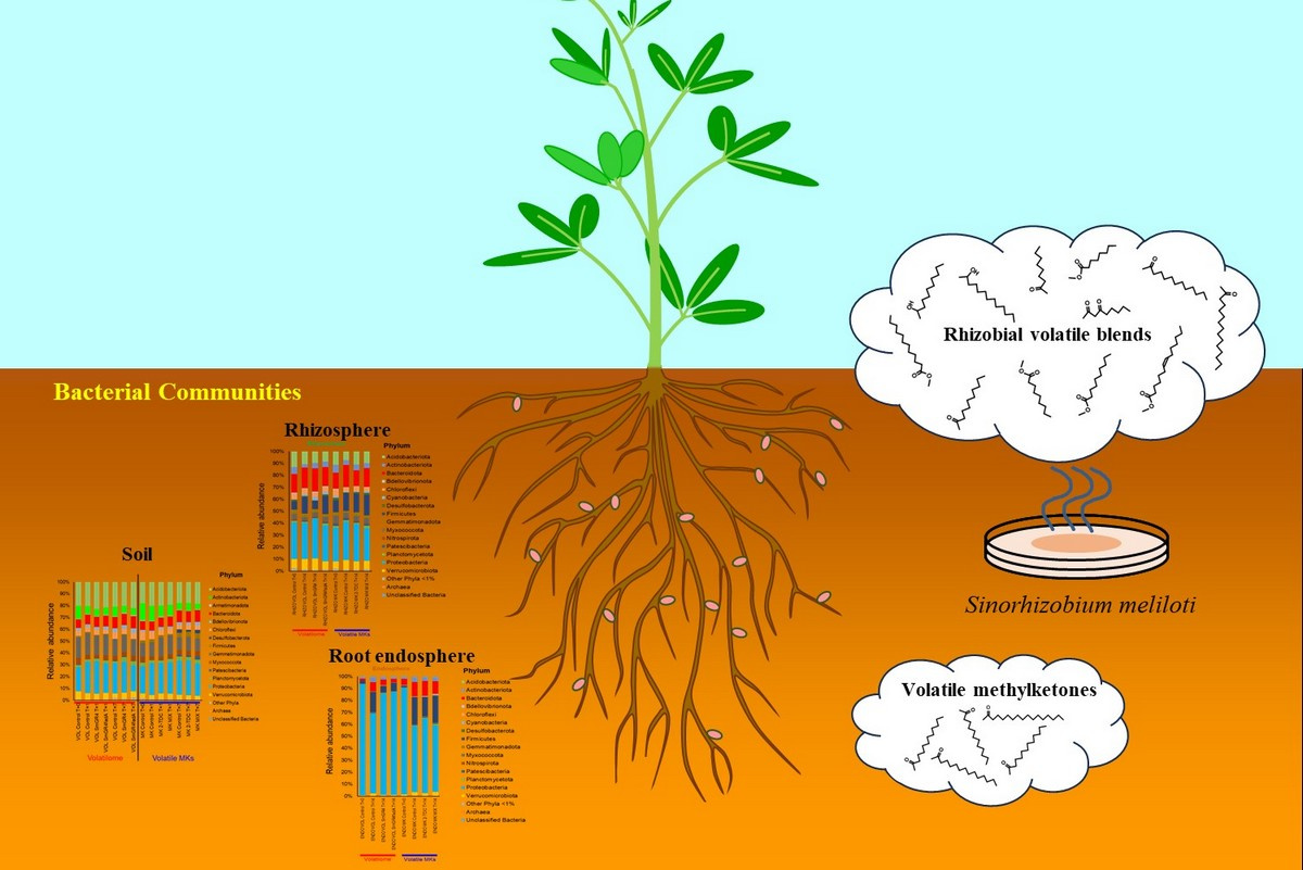 Study shows rhizobial volatile compounds shape soil and legume microbiomes