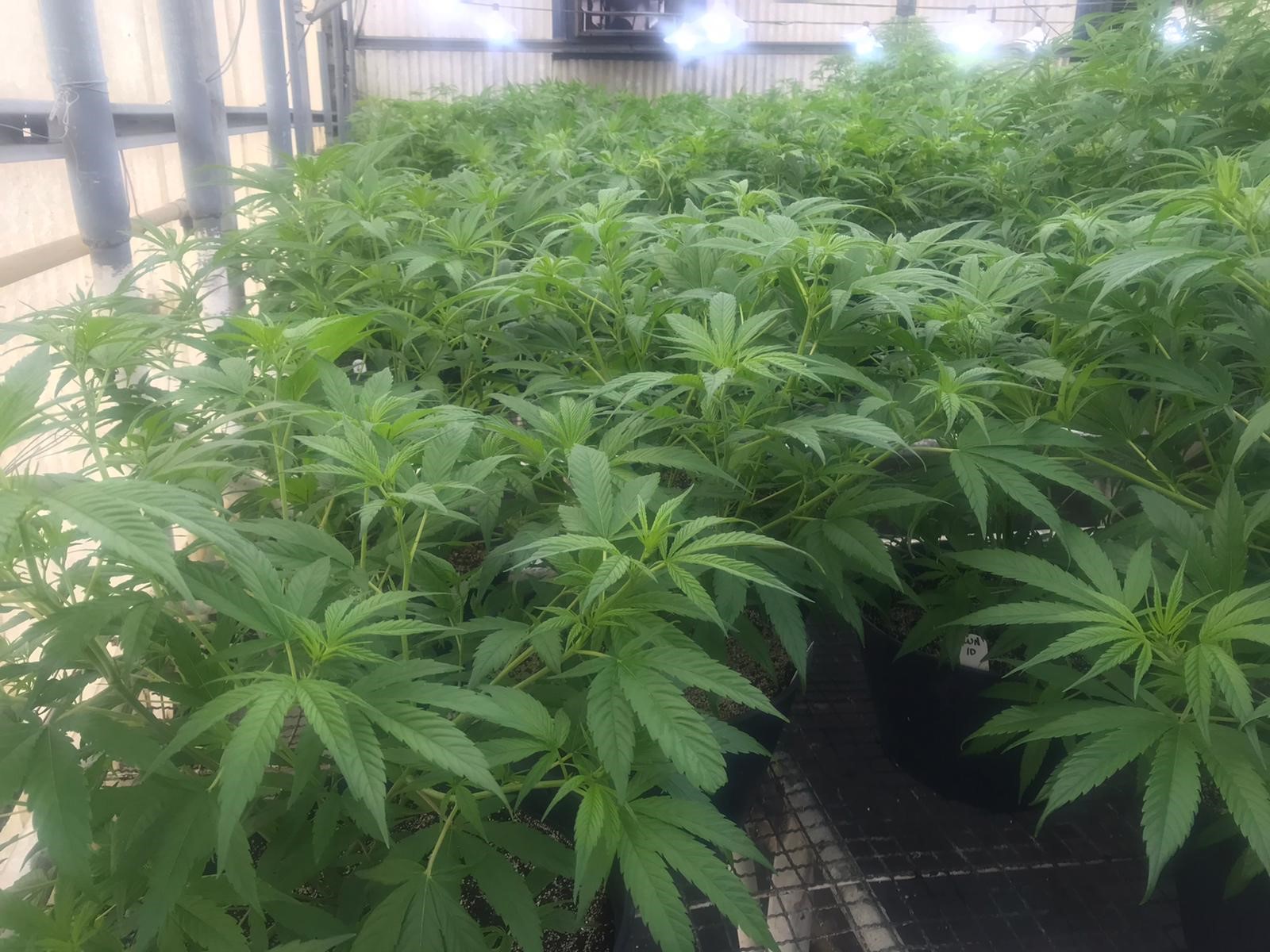 "Colombia is one of the best growing environments for cannabis"