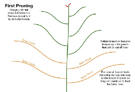 Pruning cannabis for indoor farms Pt. 2