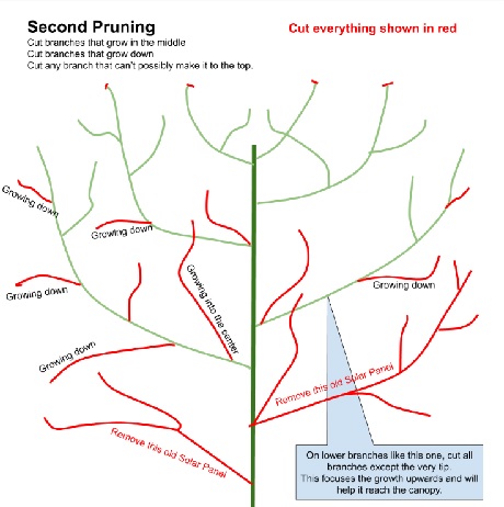 Pruning cannabis for indoor farms Pt. 2
