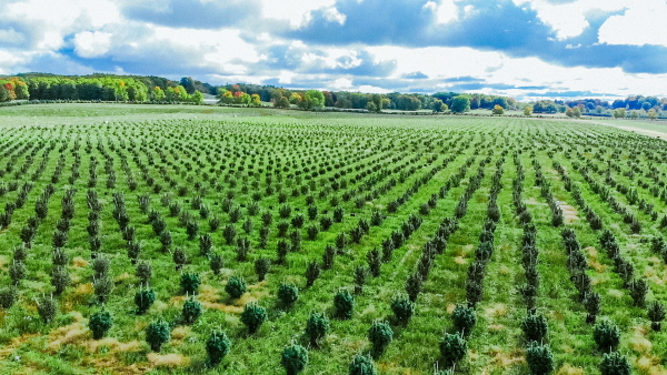 Skymint Brands brings Michigan's largest sungrown cannabis farm to harvest