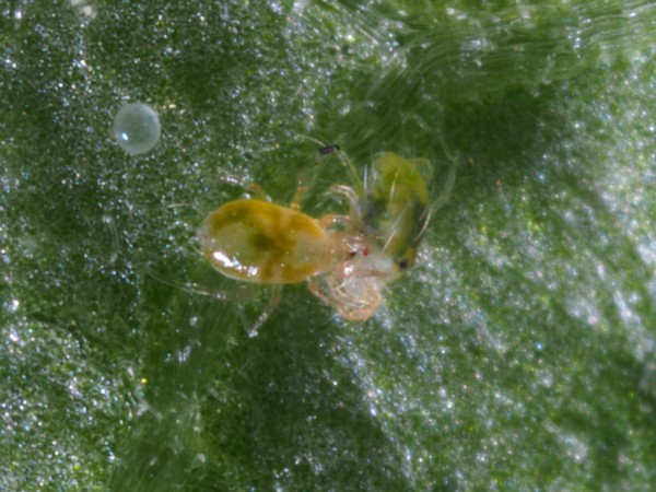 Autumn is key for preventative Andersoni-System introductions