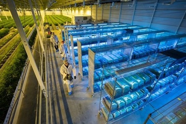 Aurora Cannabis to invest into German manufacturing facility