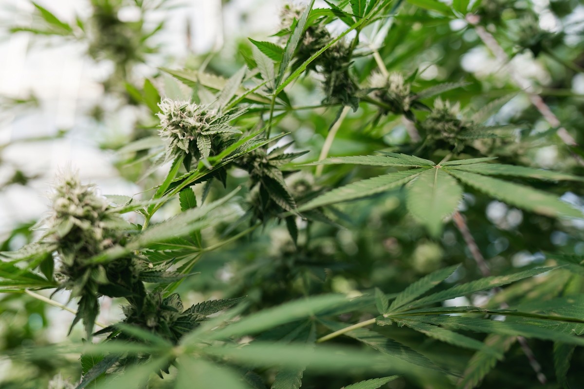 US: Vireo Growth closes WholesomeCo and Arches transactions