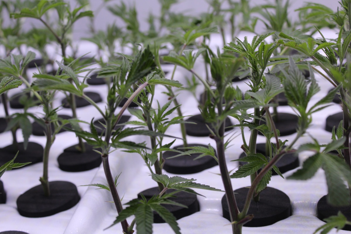 Excel Farms and the demanding precision of deep water culture cannabis