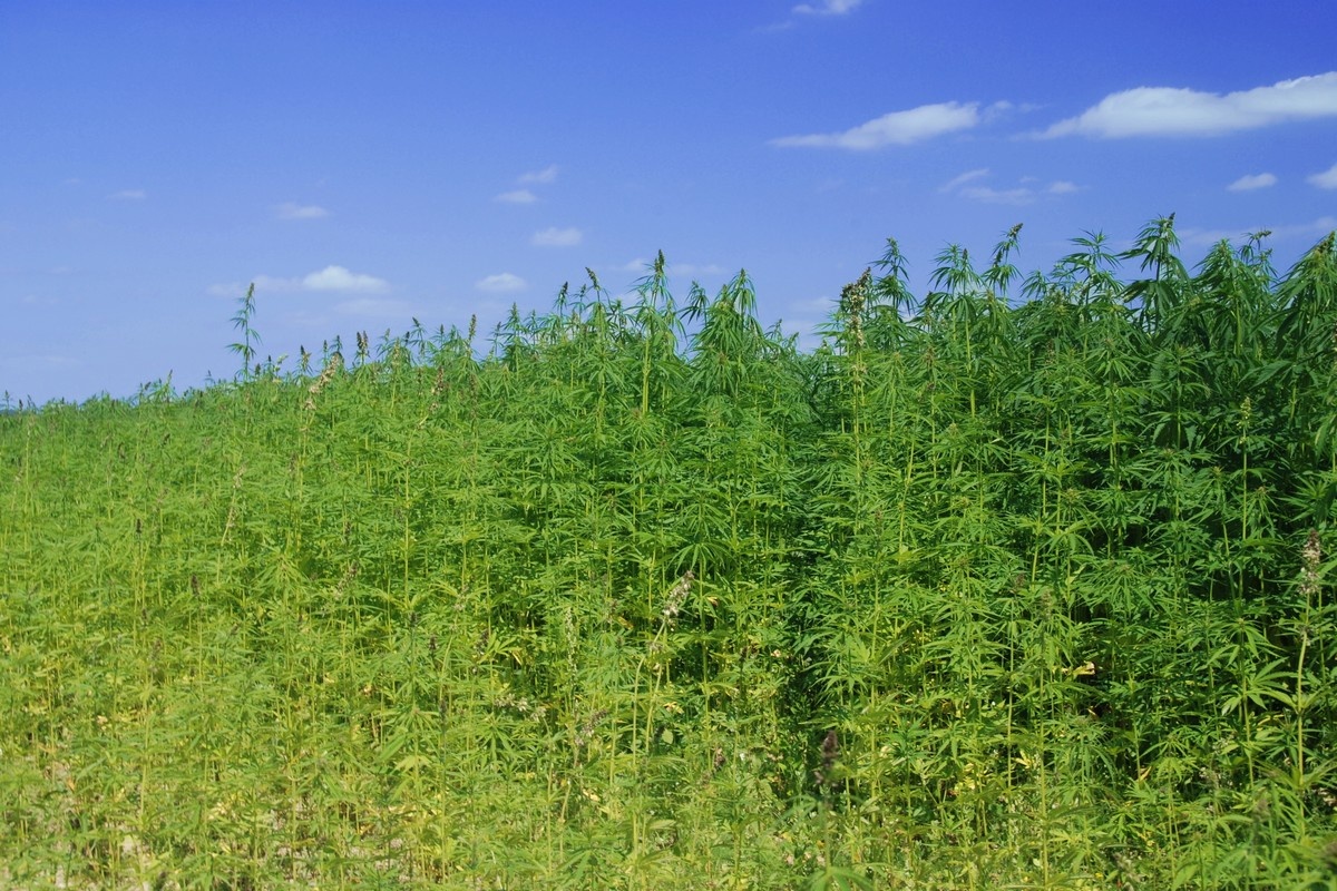 US (WI): Indigenous tribes cultivating hemp for medicinal usage
