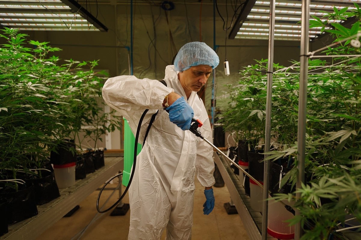 US (MN): Albert Lea cannabis license case arguments scheduled for March