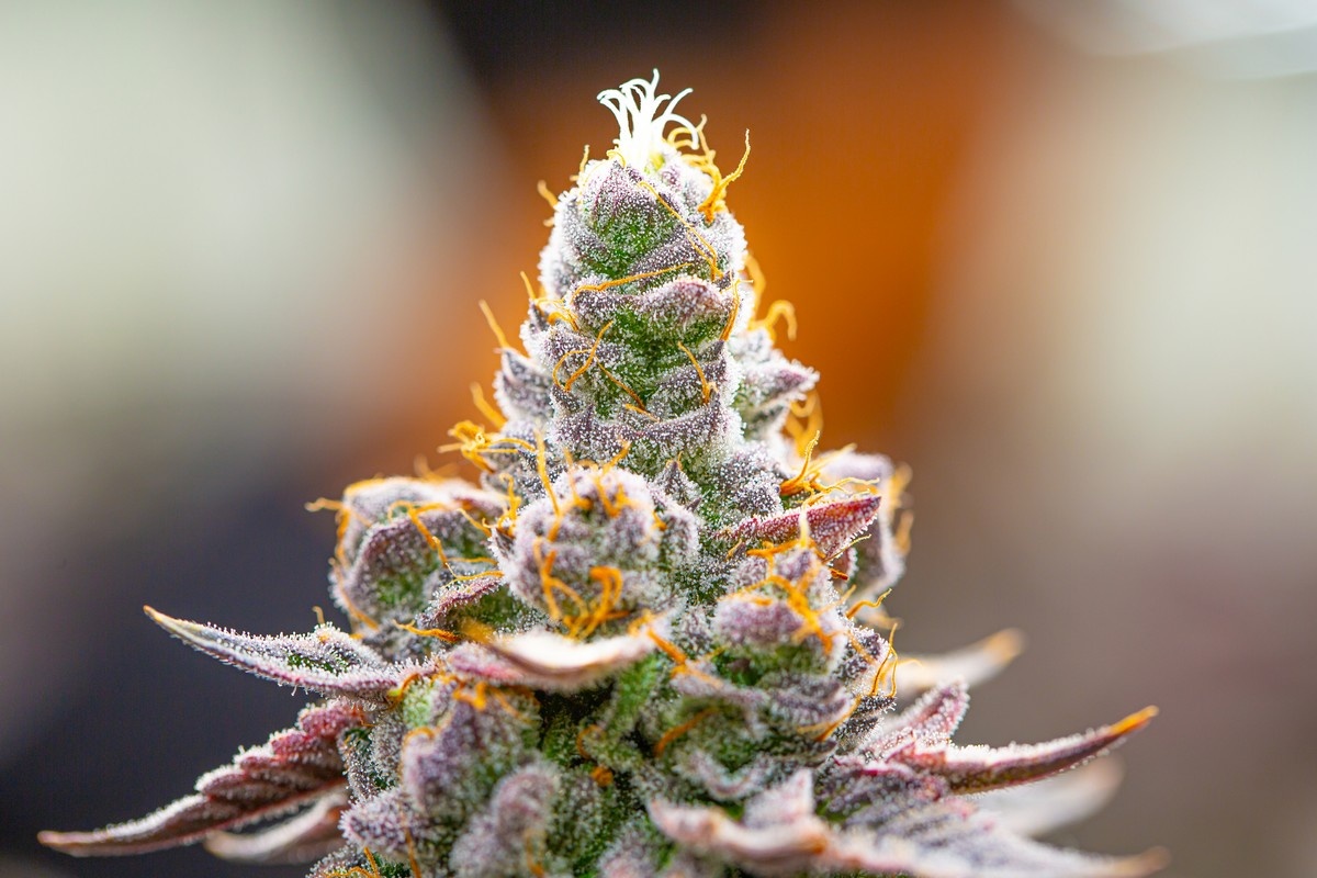 US: Emergency regulations enacted by Massachusetts Cannabis Control ...