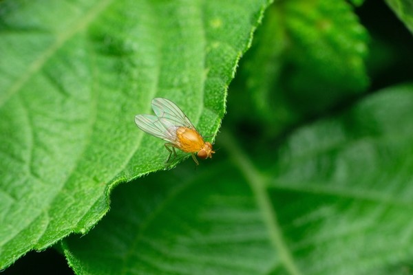 U.S. adjusts Mexfly quarantines in Texas