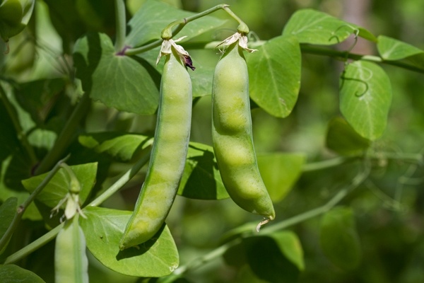 UK pea growers face £65 million losses from virus as trials begin