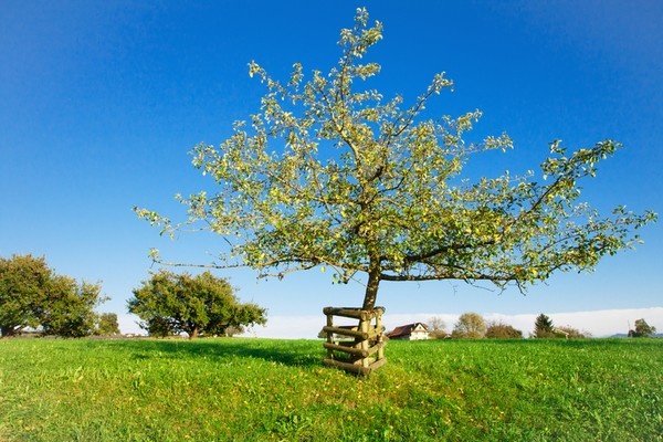 Australian growers report poor fruit set in Hawkesbury orchards