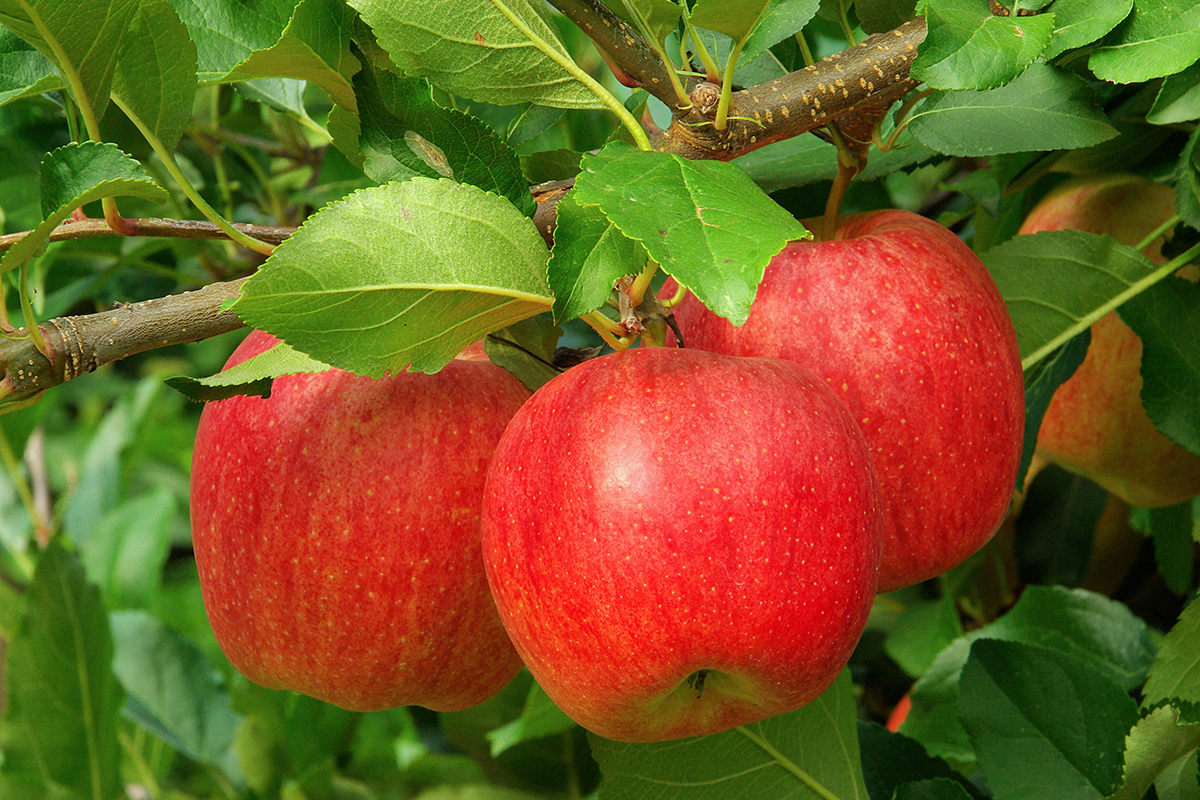 Kazakhstan boosts apple exports, while domestic prices continue to rise