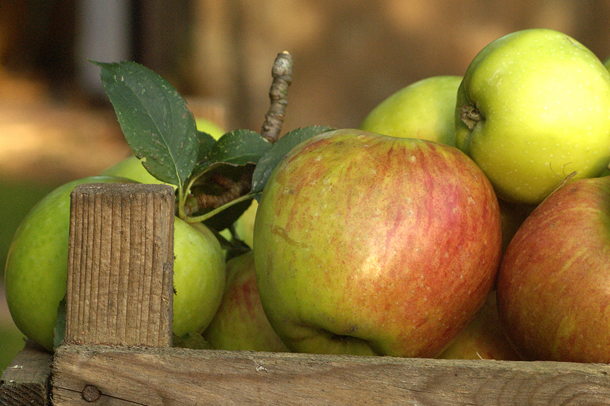 Chilean apple exports forecast to rise 2% in 2026