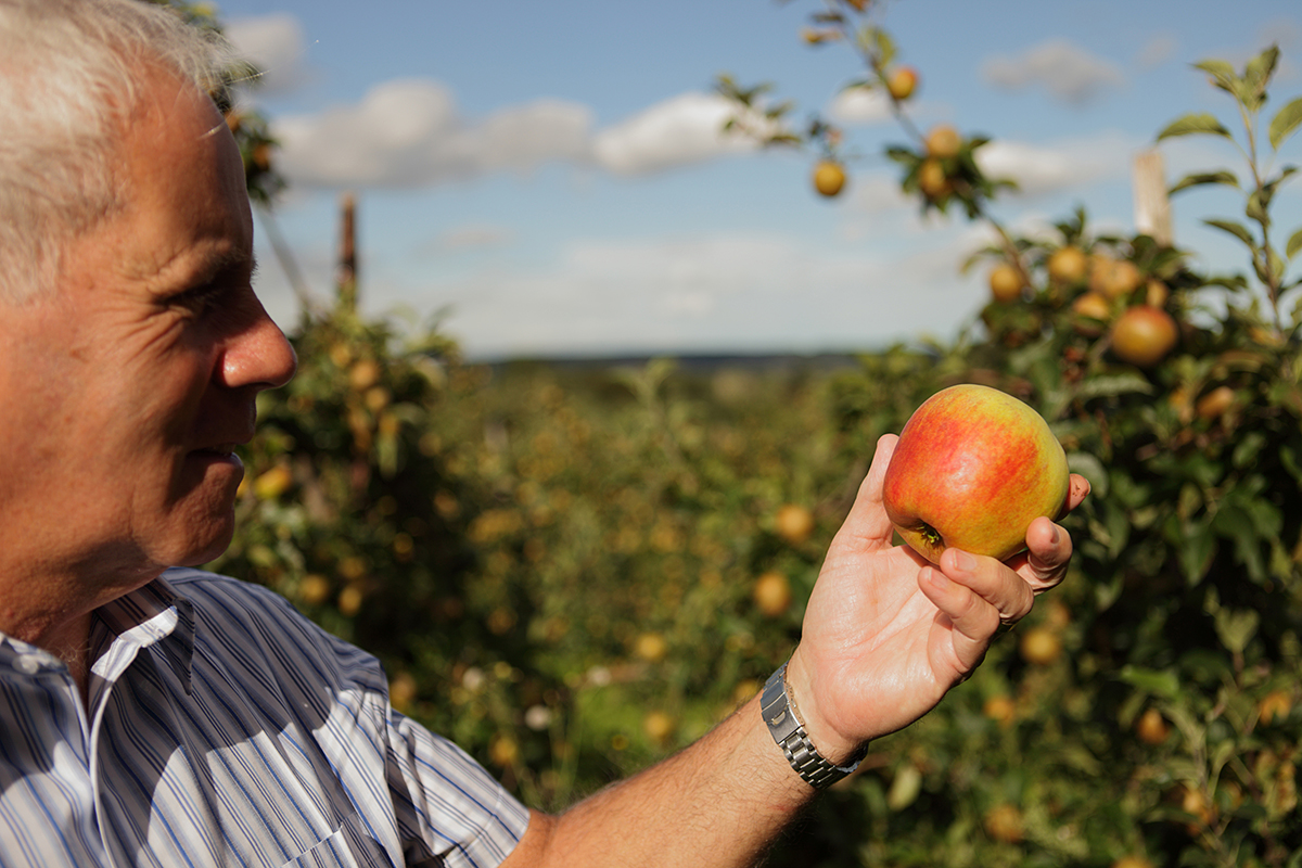 Research funding boosts for UK apple growers through collaboration ...