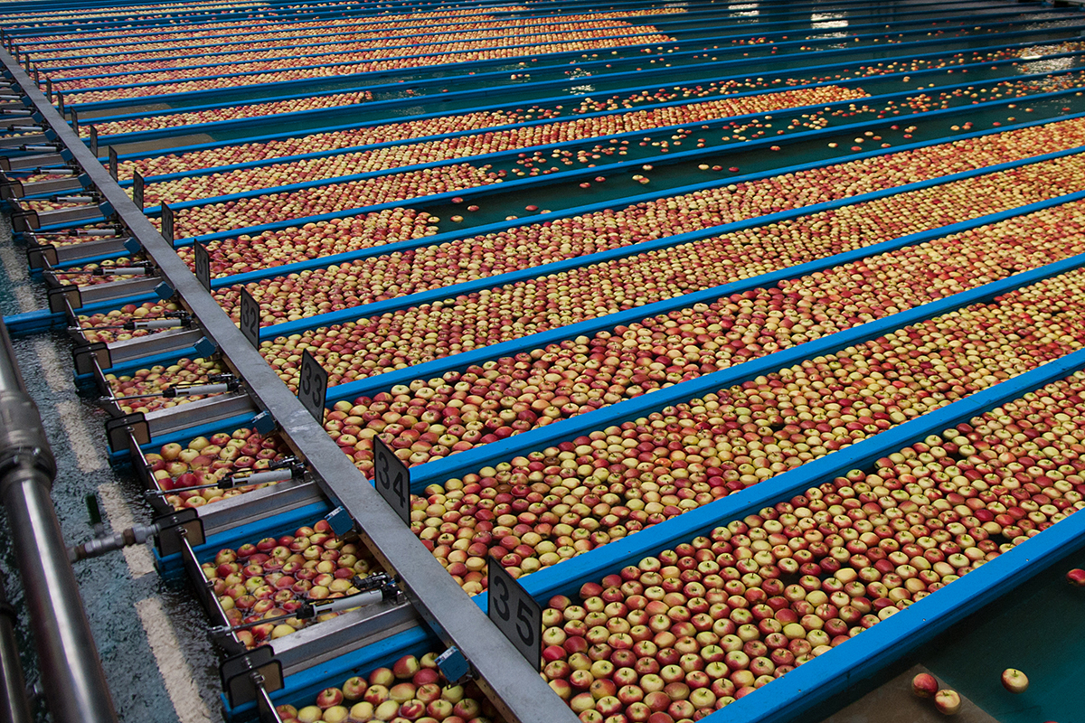 Robotic apple picker innovation in Michigan orchards