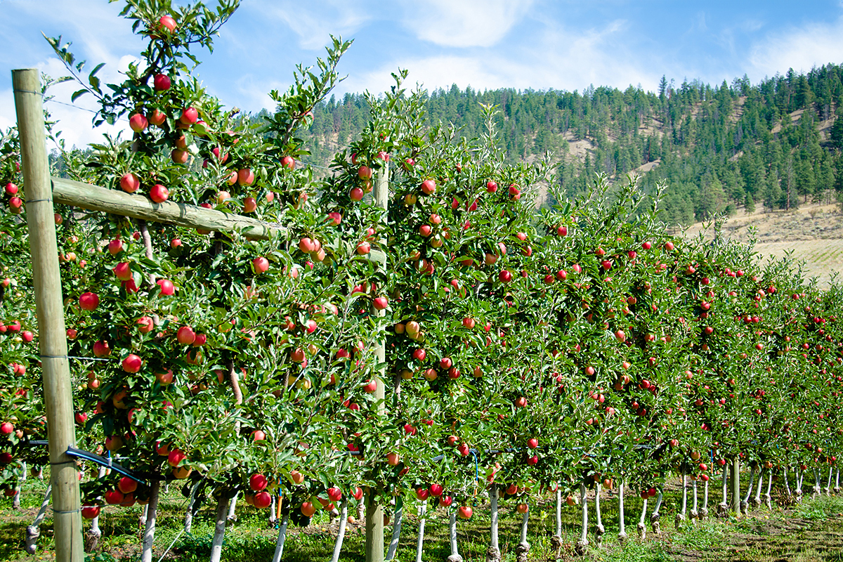 Brazil apple orchards log above-average chilling hours