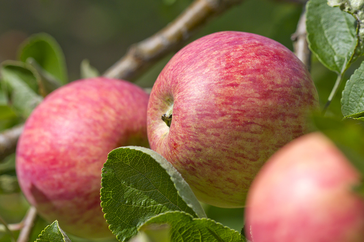 Scientists to revive the famous Aport apple variety in Kazakhstan