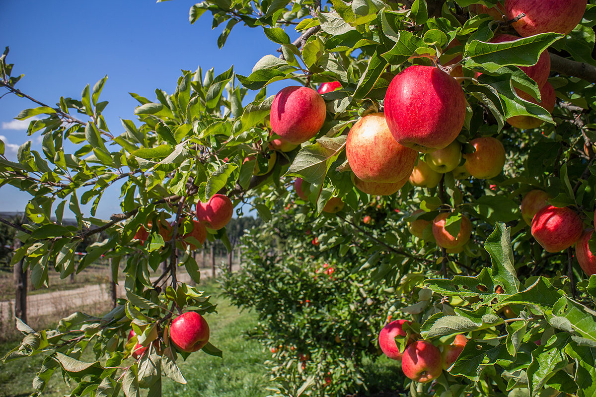Nova Scotia drought reduces apple size and yields