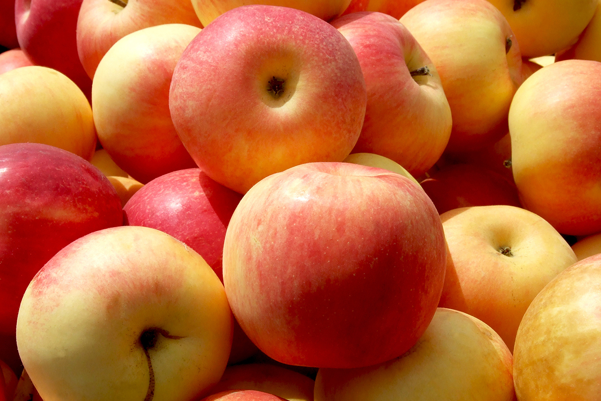 Los precios europeos de la manzana alcanzan los 87 euros/100 kg a ...