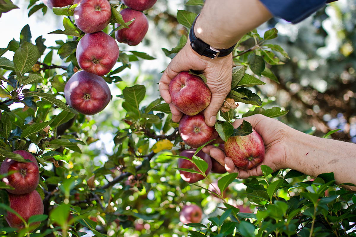 Stemilt celebrates 60 years in fruit growing and packing