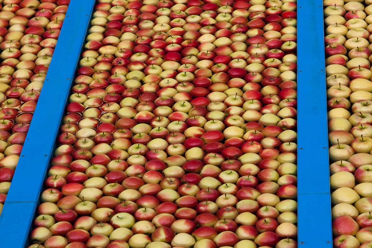 Wind and hailstorm wreak havoc on apple orchards in South Kashmir
