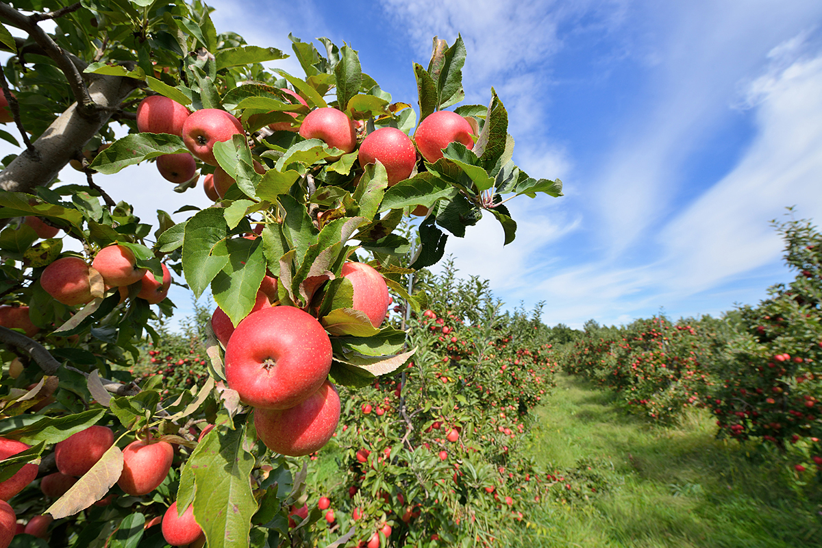 Namibia plans to boost local apple production to cut imports