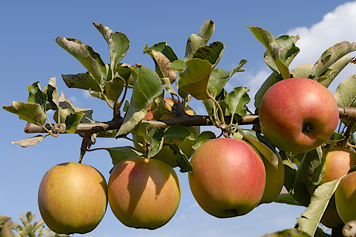Karnataka farmer grows apples in extreme heat
