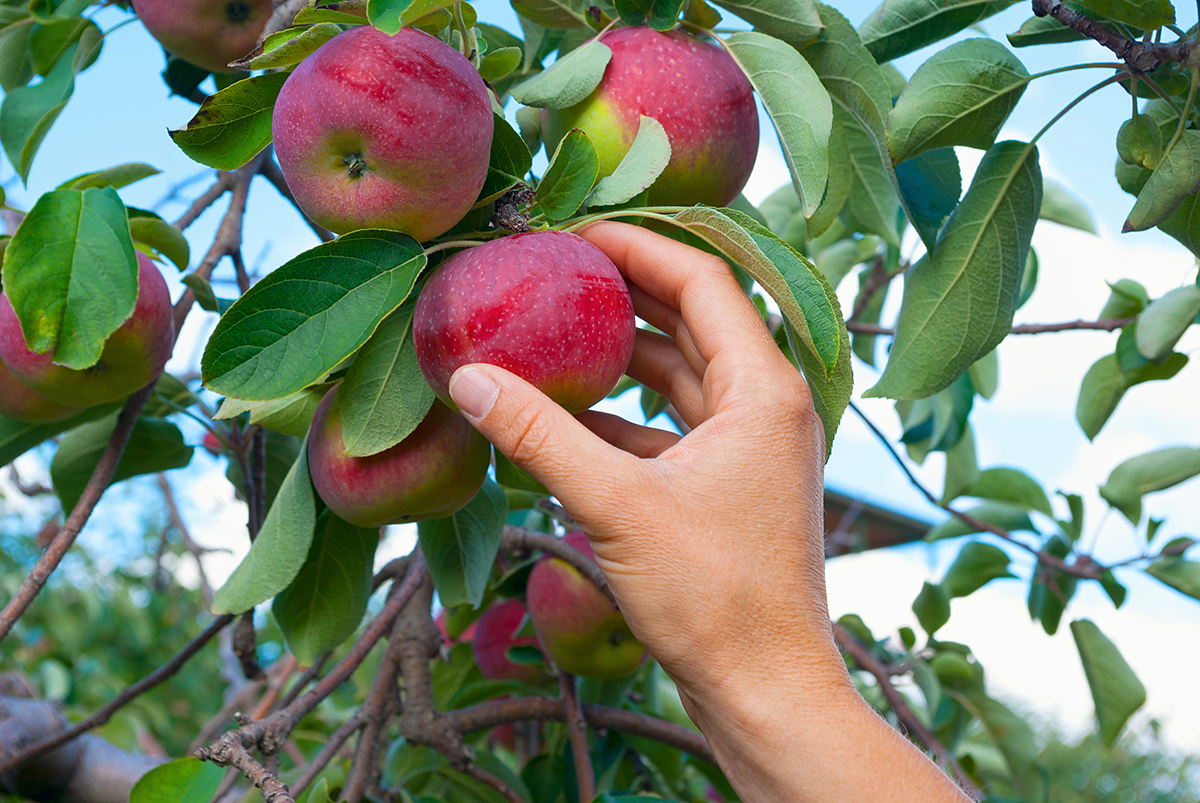US-China trade war may lower apple and almond prices in India