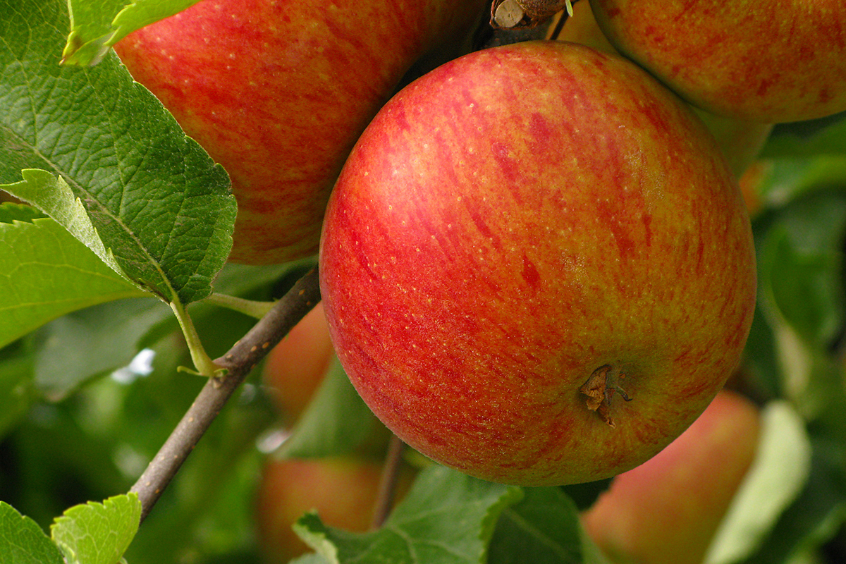 Brazil’s 2025 apple crop marks high quality