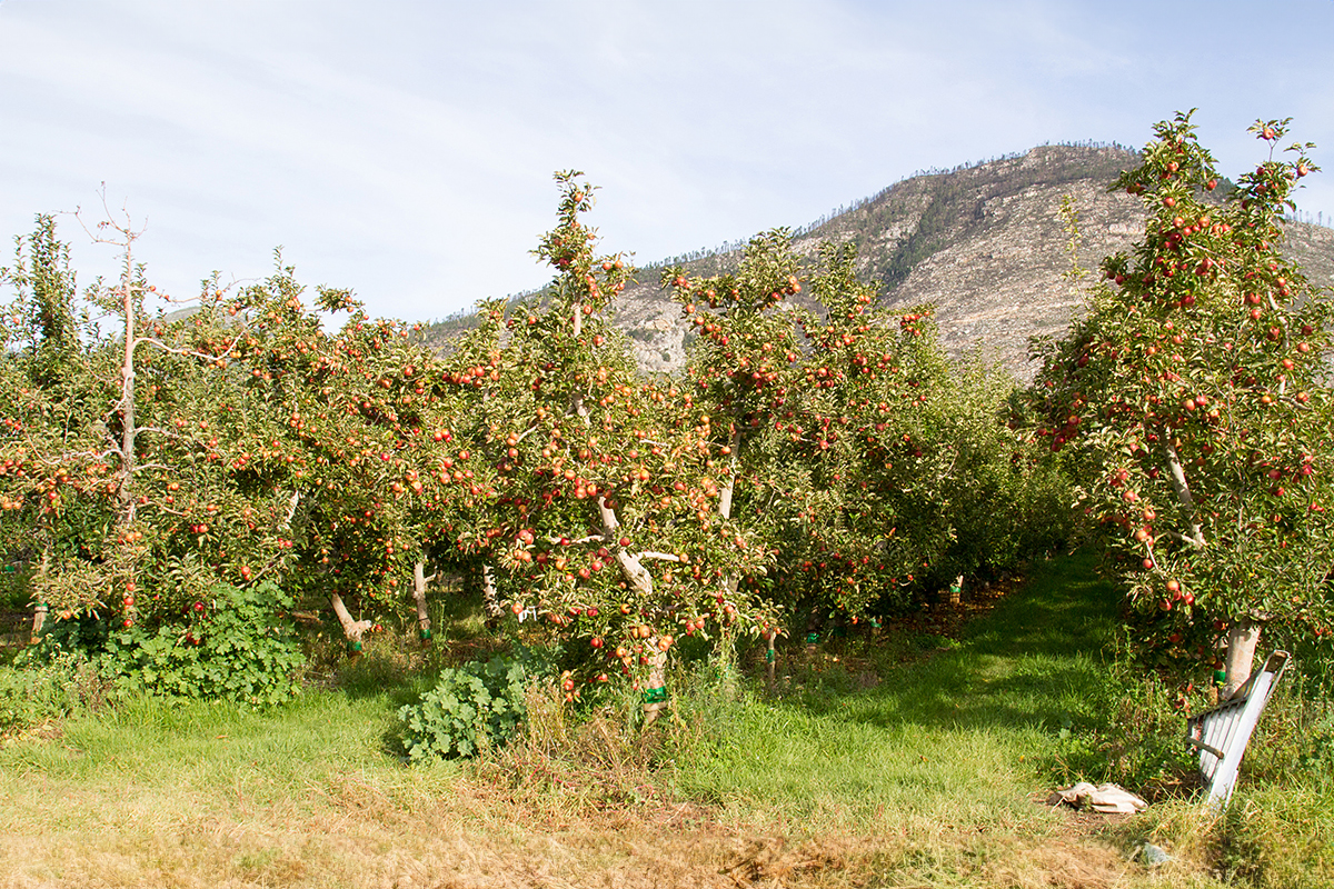 Pennsylvania apple growers hit by drought and price pressures