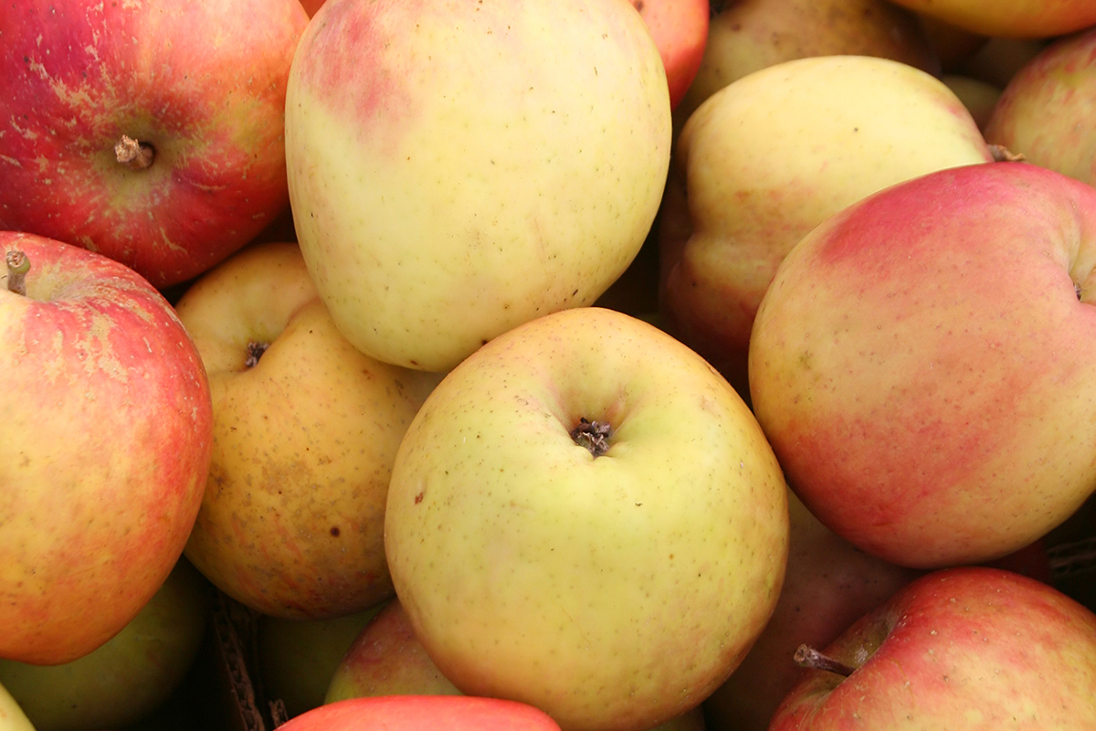 UK apple variety ‘Rymer’ rediscovered in Australia and Kashmir