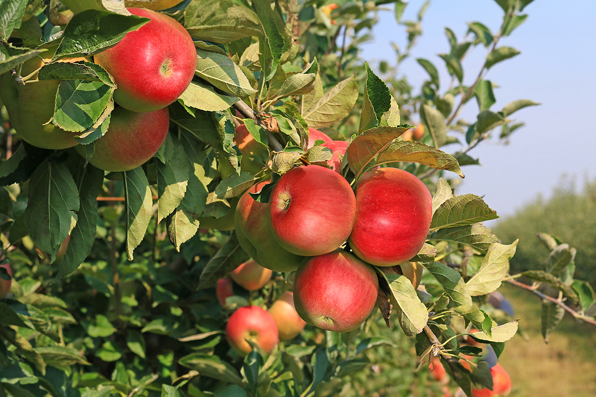 Investment made in South Korea fruit variety IP sector