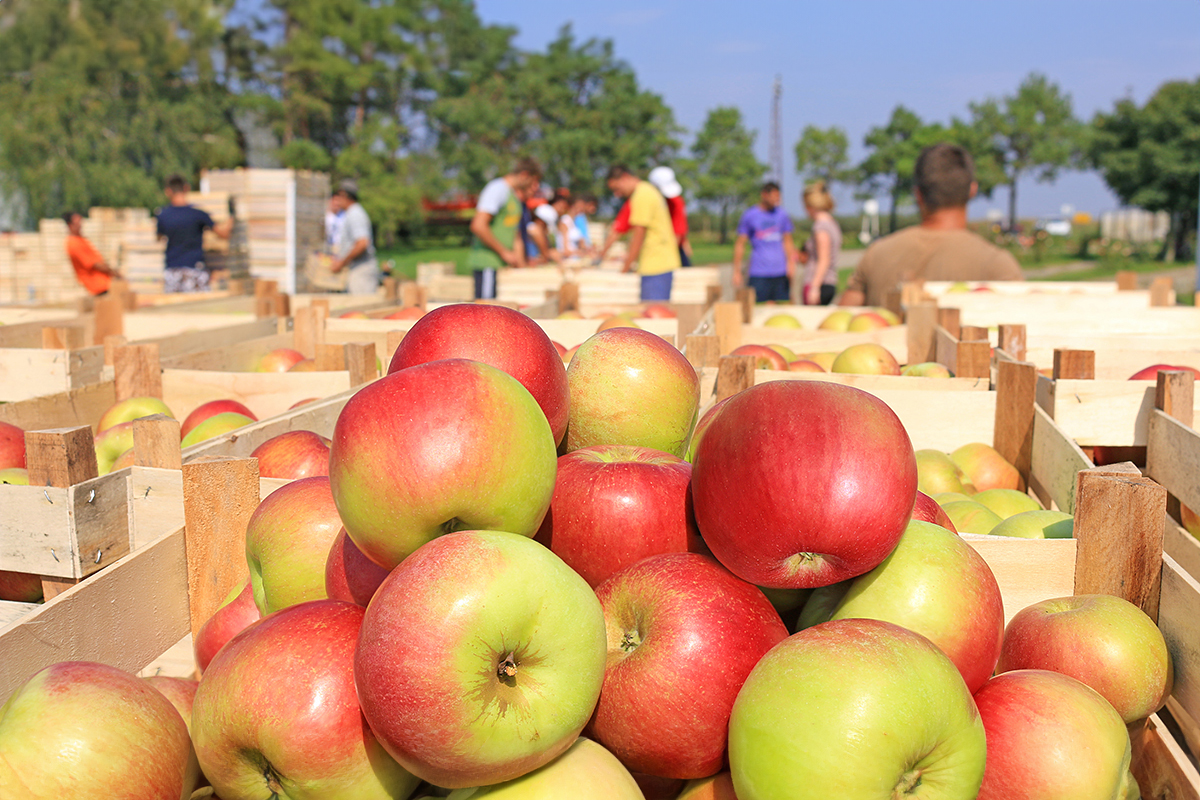 Kashmir valley's first apple crop harvest commences