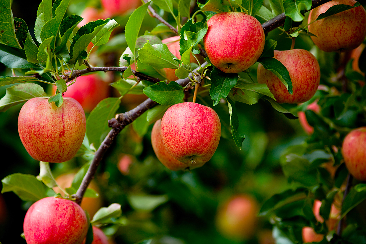 Himachal apples hit by rains while Kashmir benefits