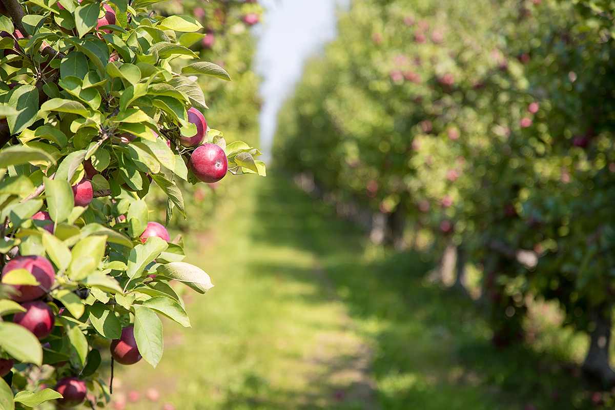 New Zealand Envy apple exports set for record 2025 season