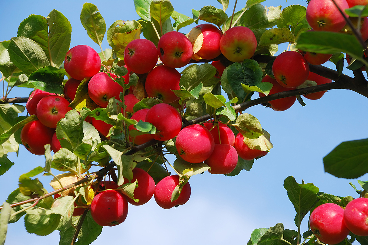 Apple sector in New Zealand reports improved crop volumes