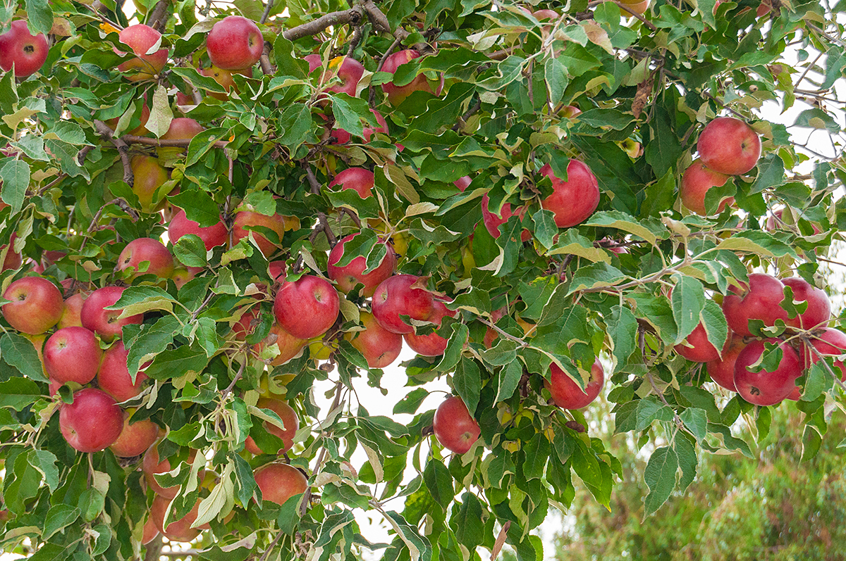Kashmiri apple exports grow, reaching Nepal and Bhutan