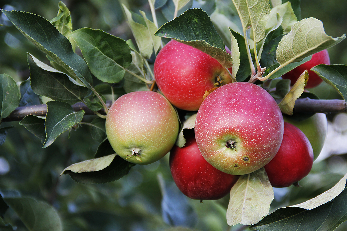 Craigmore expands New Zealand apple operations with new acquisitions